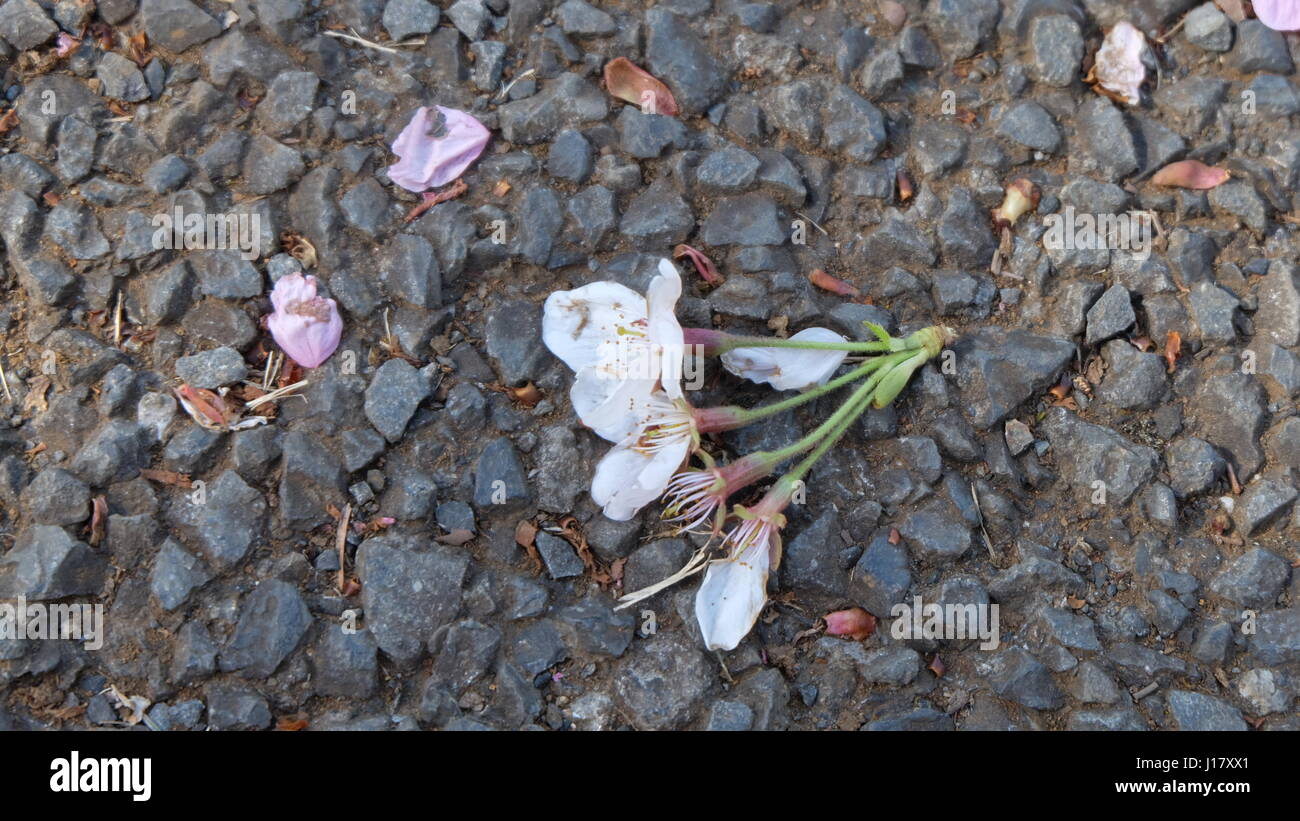 Fallen sakura cherry blossom flower on stony background Stock Photo - Alamy
