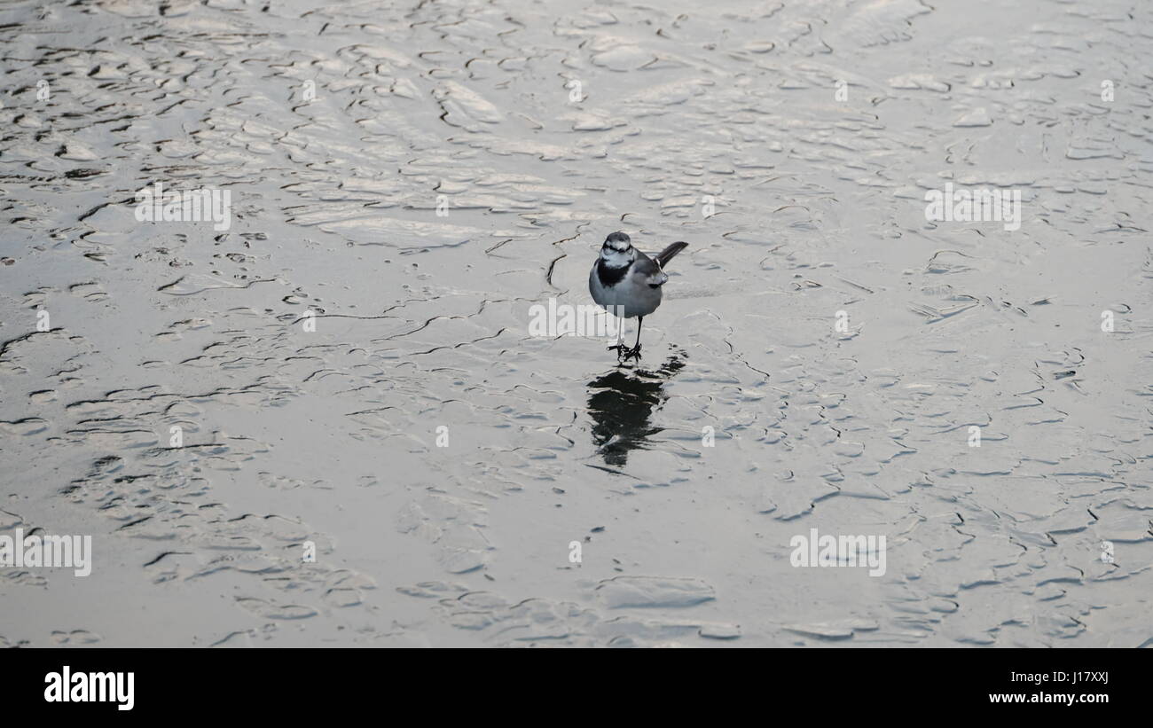 Shallow water with ripples hi-res stock photography and images - Alamy