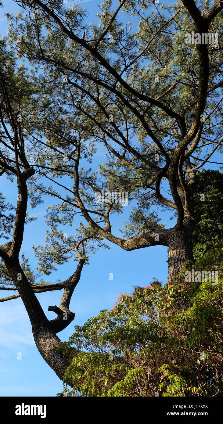 Trees stretching into sky hi-res stock photography and images - Alamy