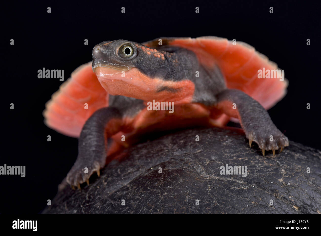 Pink-bellied turtle, Elseya schultzei Stock Photo - Alamy