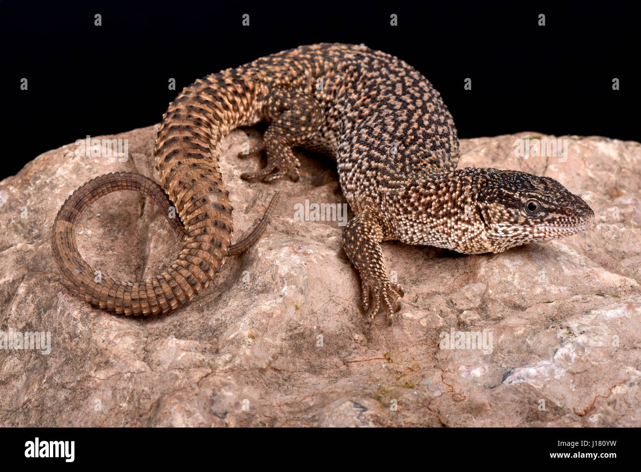 Northern Blunt-spined Monitor, Varanus primordius Stock Photo - Alamy
