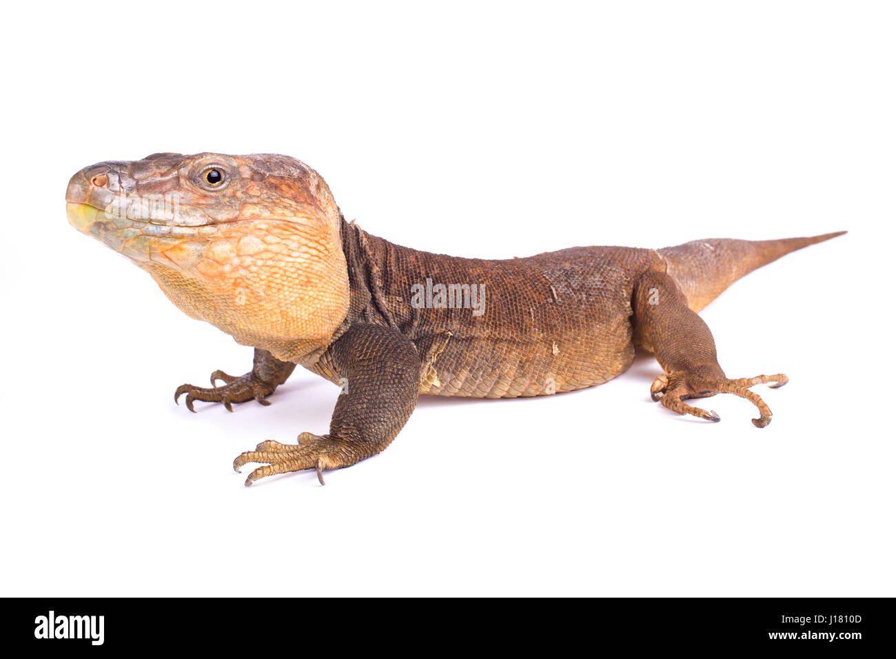 Gran canaria lizard gallotia stehlini Cut Out Stock Images & Pictures ...