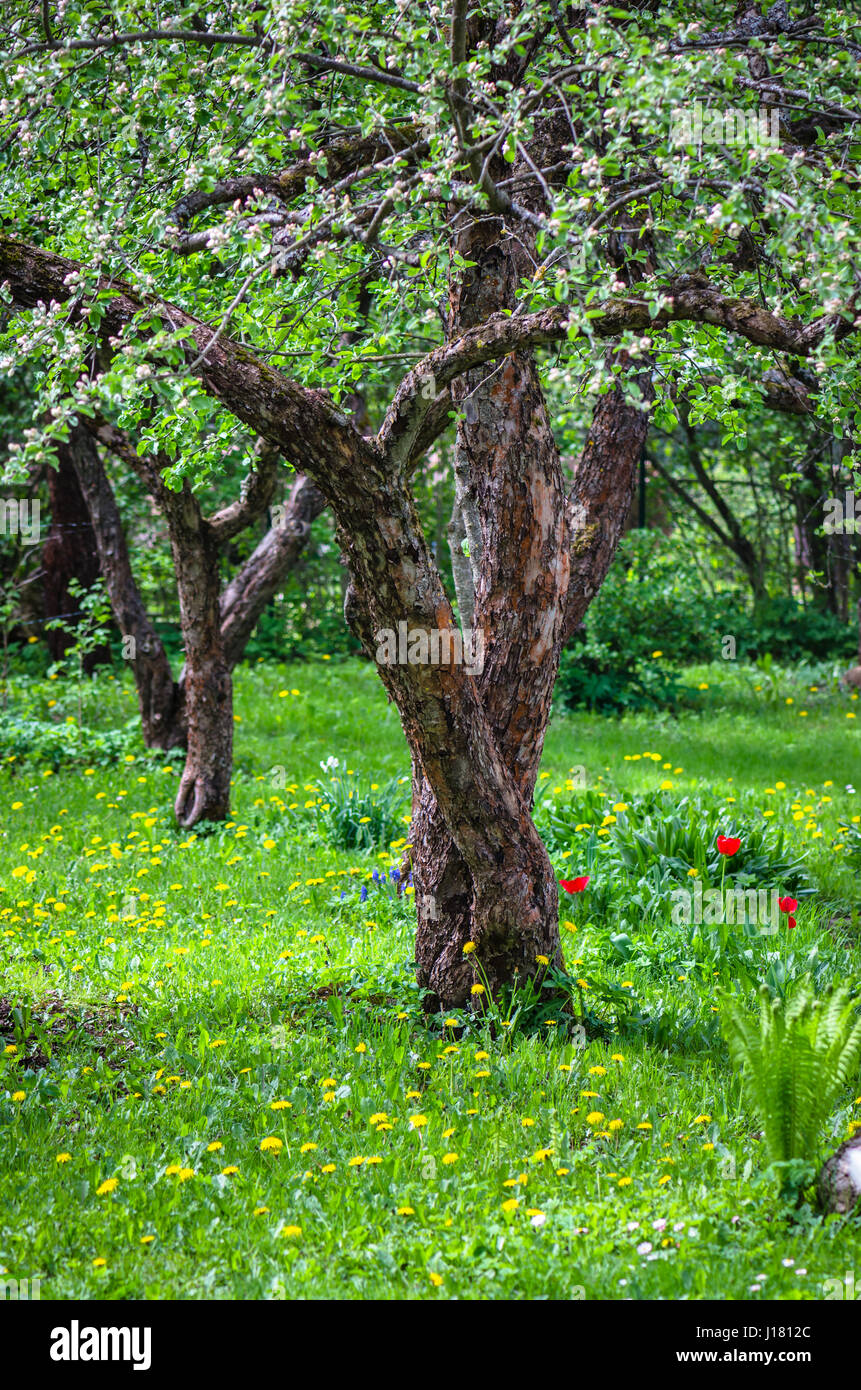 The old Apple Orchard in springtime, close-up Stock Photo - Alamy