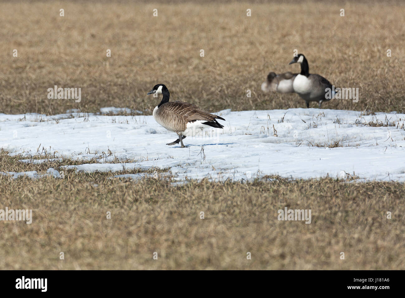 Canada Geese in Field with Snow Stock Photo - Alamy