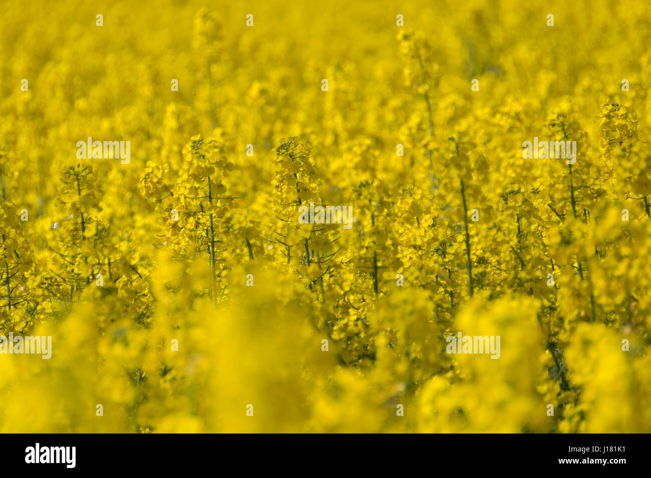 Fields of yellow, rapeseed grown for oil extraction from its seeds ...