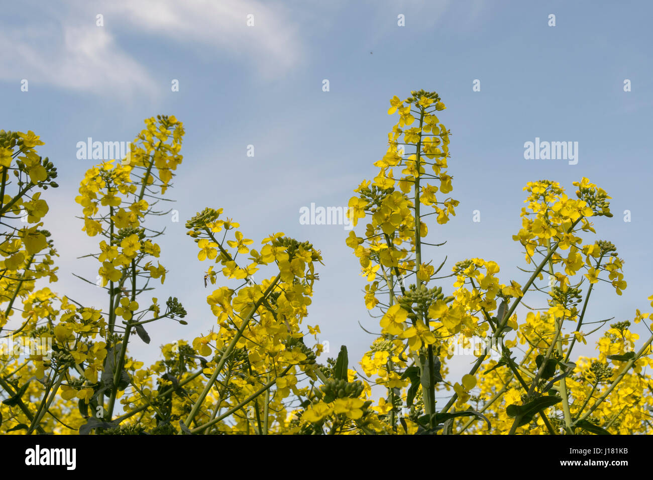 Fields of yellow, rapeseed grown for oil extraction from its seeds ...
