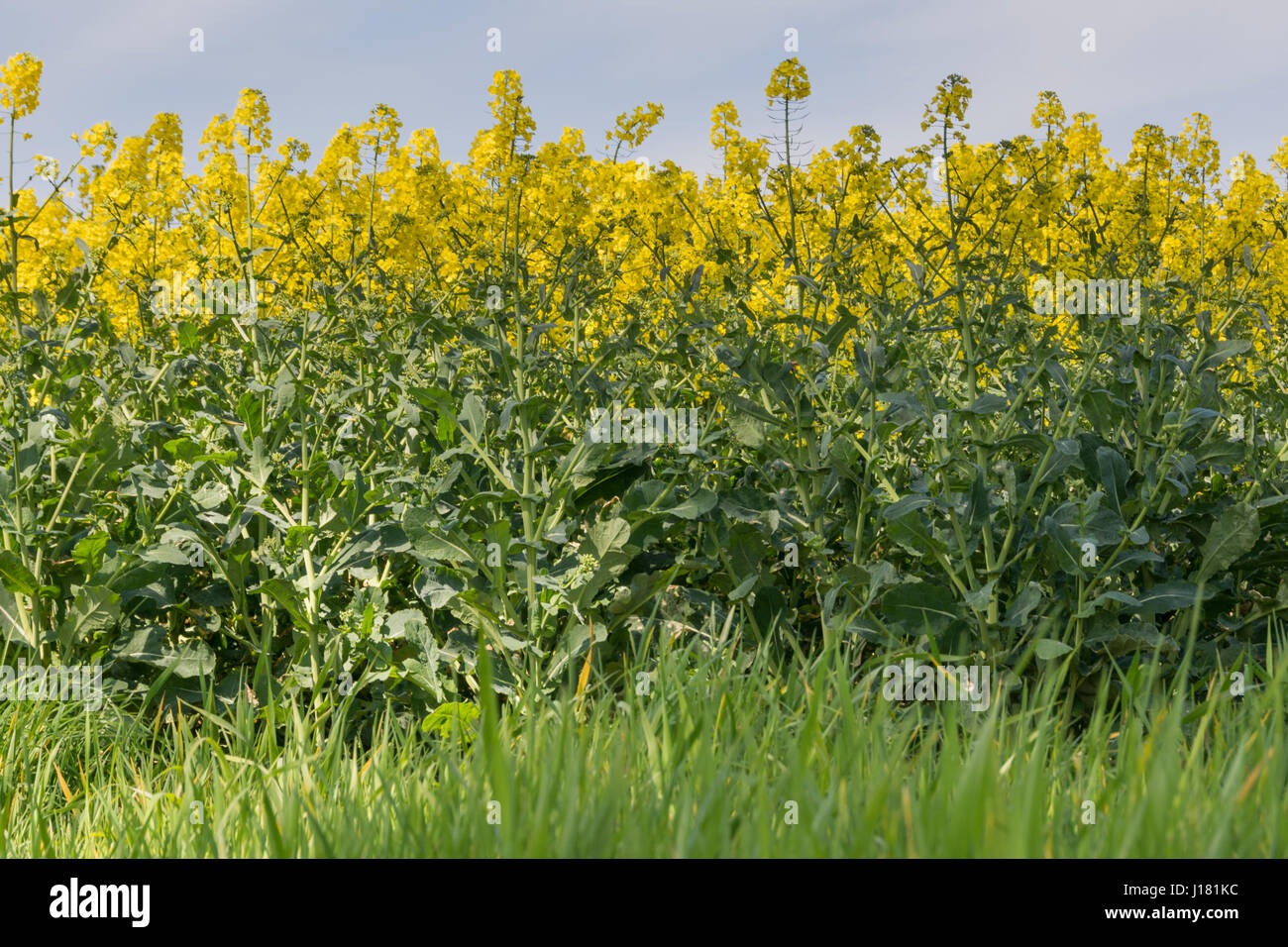 Fields of yellow, rapeseed grown for oil extraction from its seeds ...