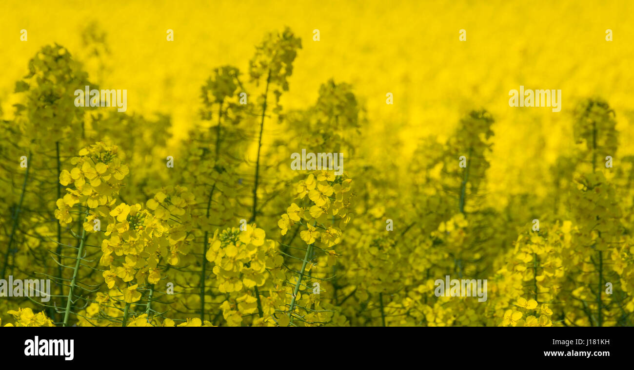 Fields of yellow, rapeseed grown for oil extraction from its seeds ...