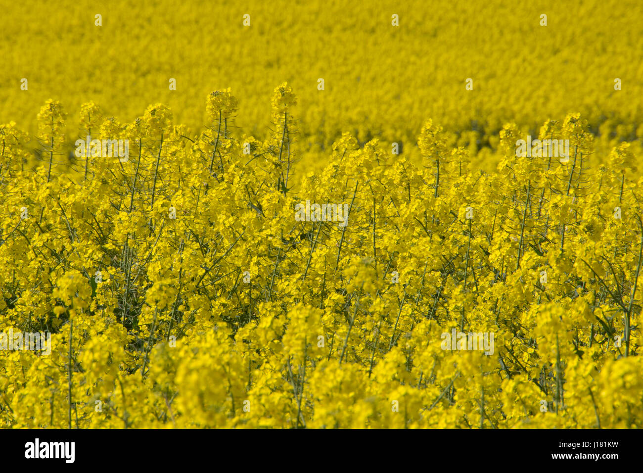 Rapeseed oil field fields hi-res stock photography and images - Alamy