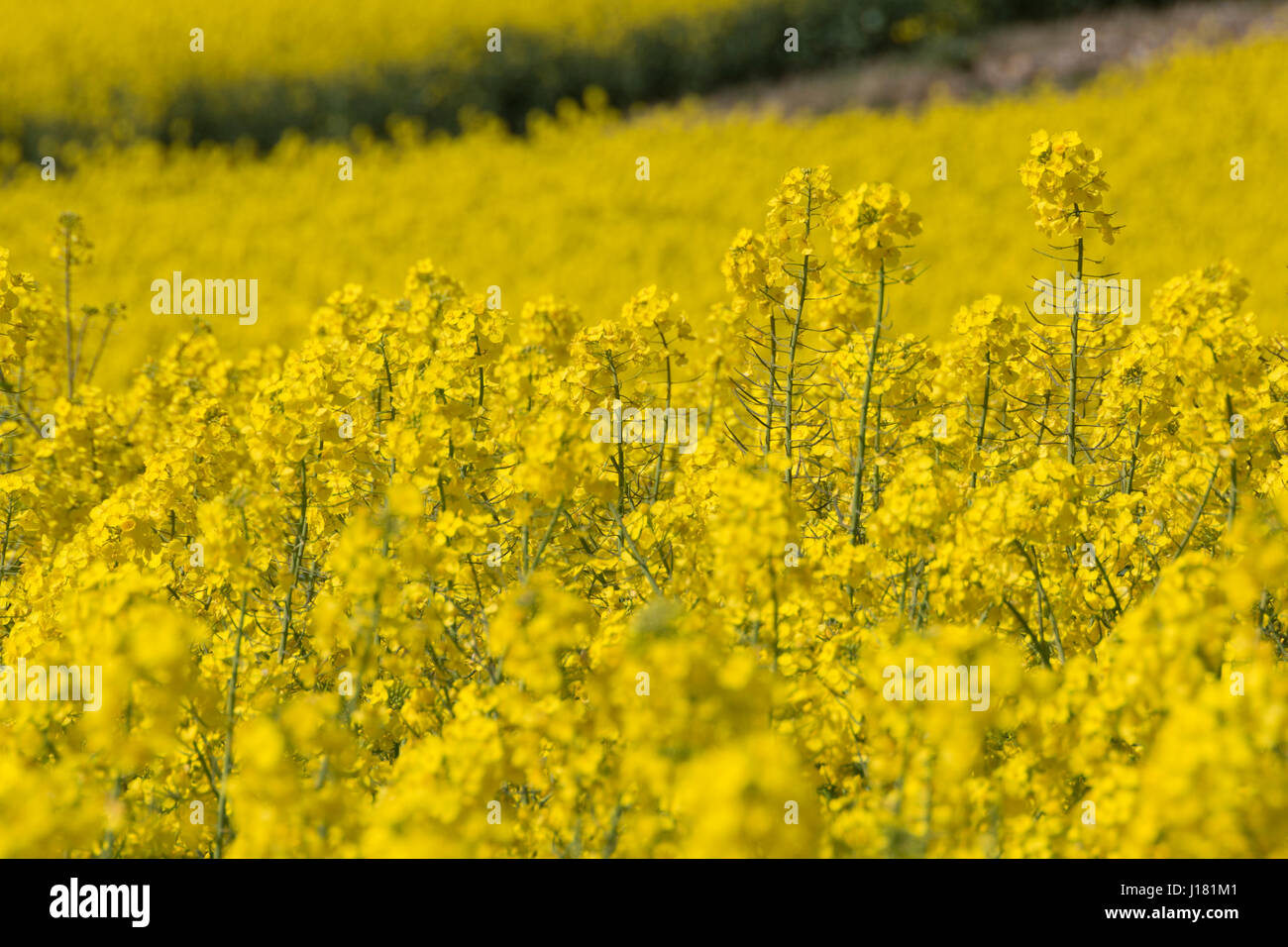 Fields of yellow, rapeseed grown for oil extraction from its seeds ...