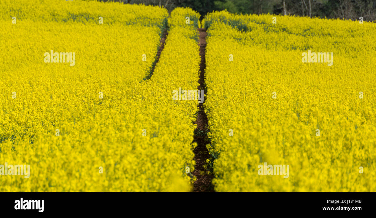 Fields of yellow, rapeseed grown for oil extraction from its seeds ...