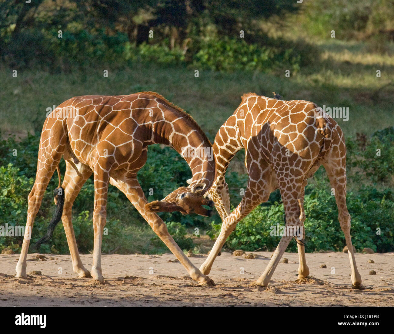 Two male giraffes fighting each other in the savannah. Kenya. Tanzania ...