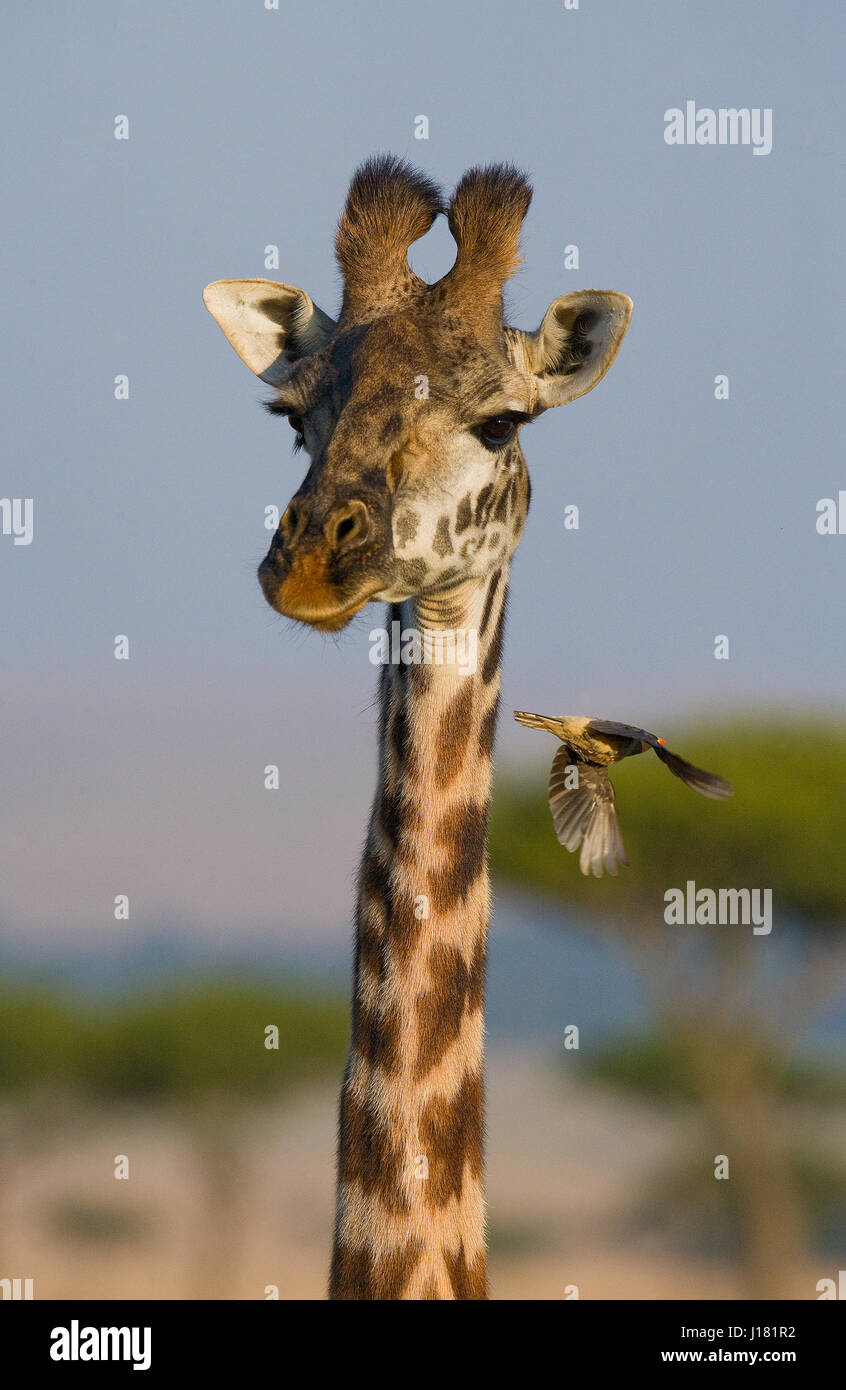 Giraffe with bird. Kenya. Tanzania. East Africa Stock Photo - Alamy