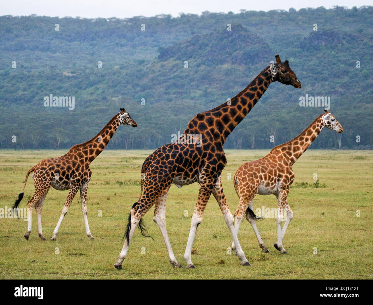 Group of giraffes in the savanna. Kenya. Tanzania. East Africa Stock ...