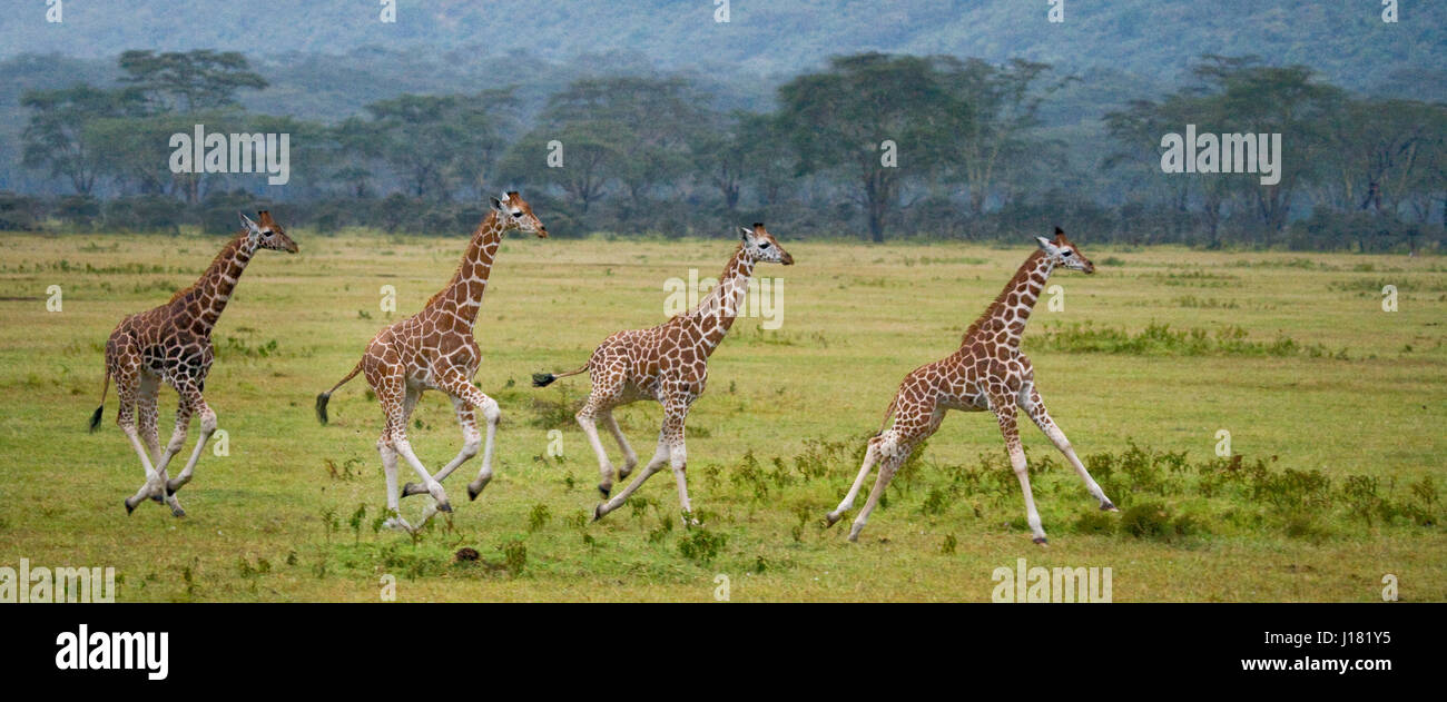 Four baby giraffe running across the savannah. Close-up. Kenya ...