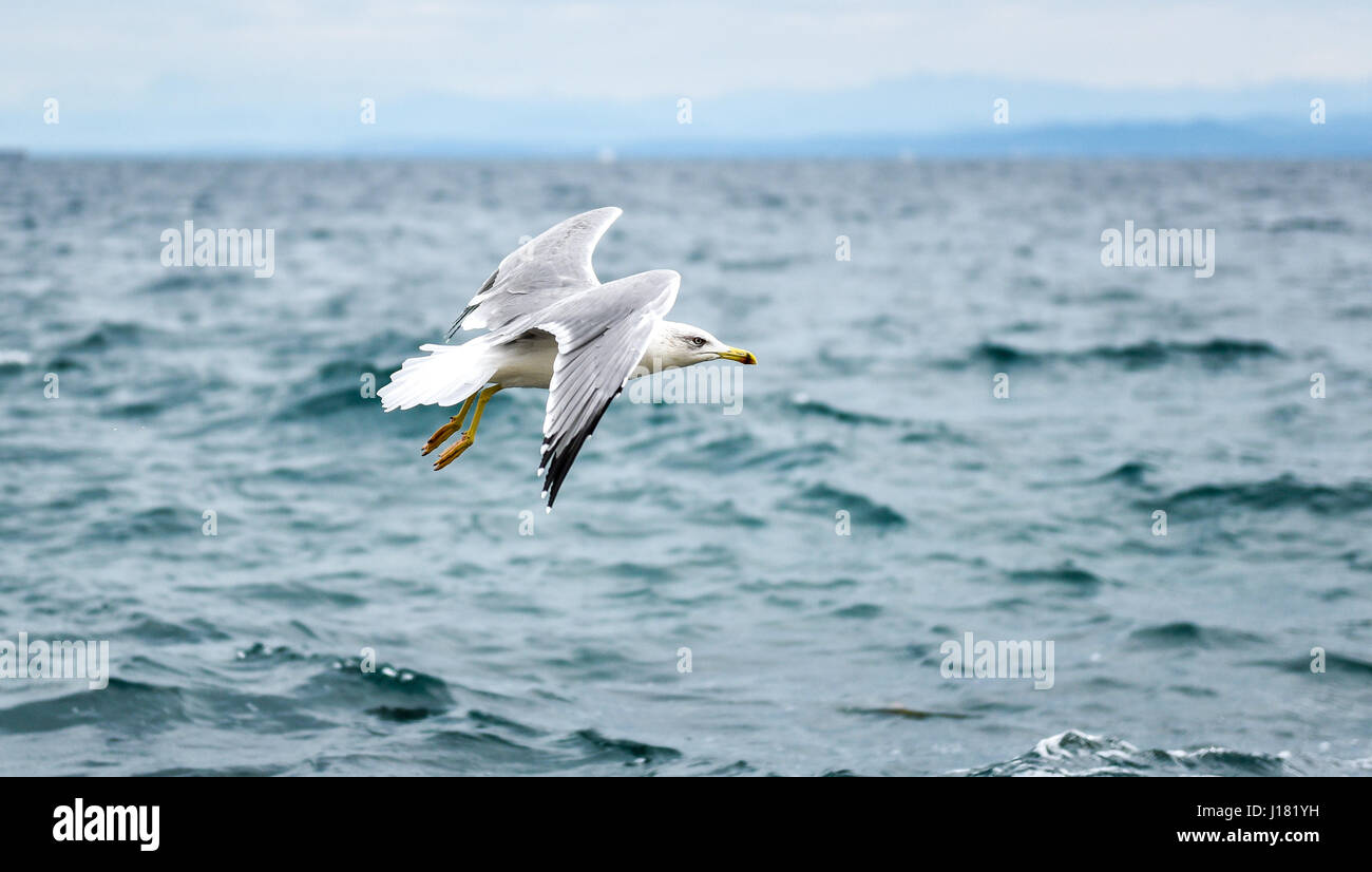 Seagull is flying and soaring in over the sea and waves in the storm ...