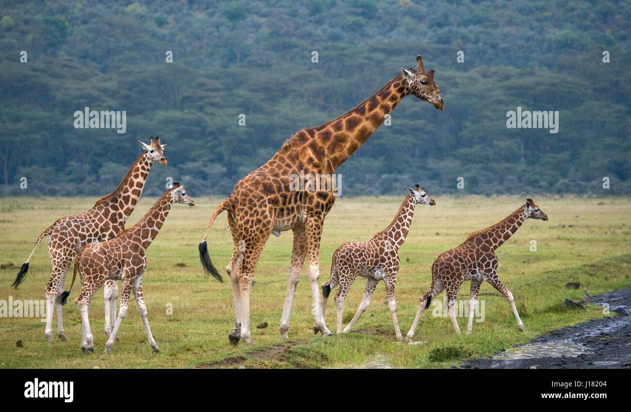 Group of giraffes in the savanna. Kenya. Tanzania. East Africa Stock ...