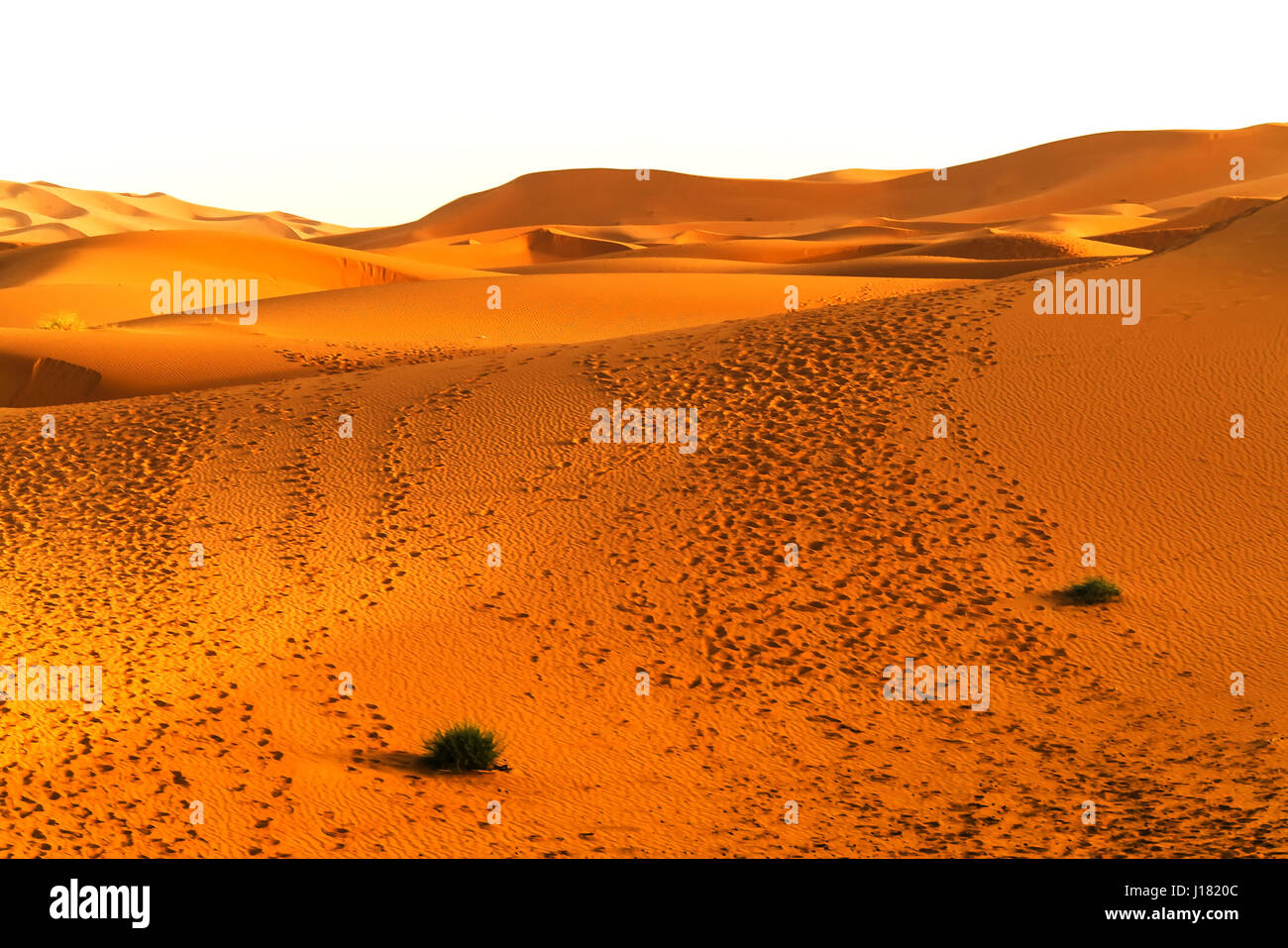 Golden desert landscape before sunset in Africa Stock Photo - Alamy