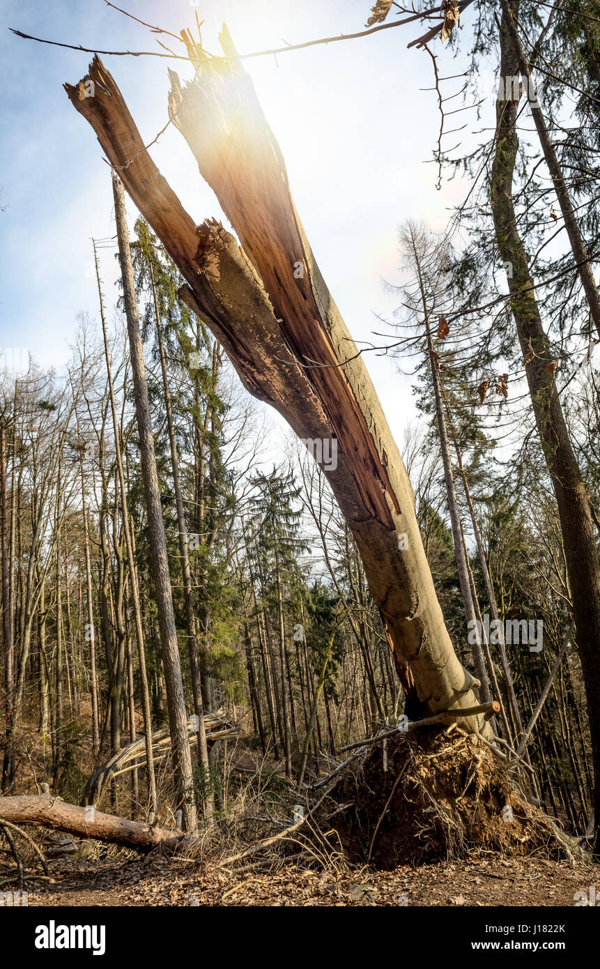 Broken tree in the woods. Storm Damage in the woods Stock Photo - Alamy