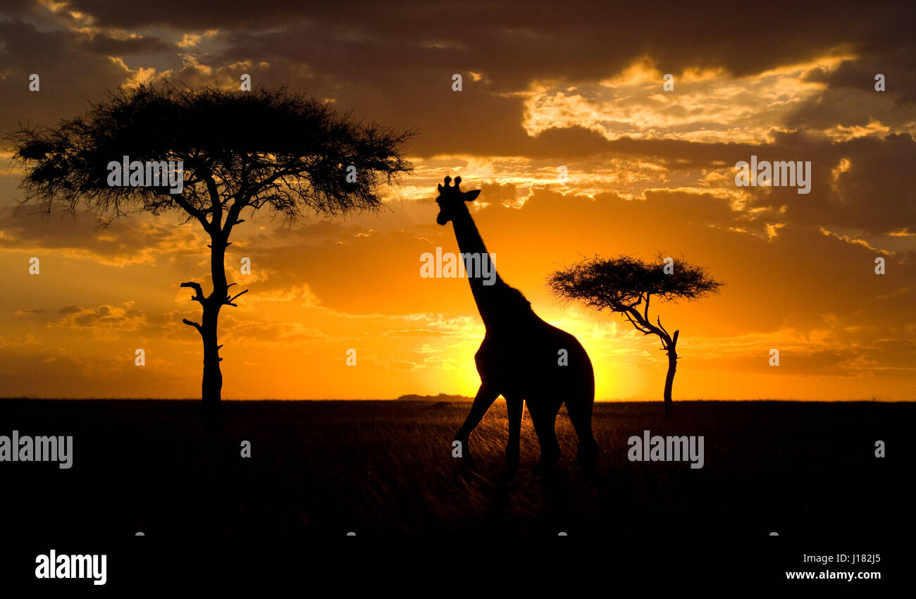 Africa safari animals sunset hi-res stock photography and images - Alamy