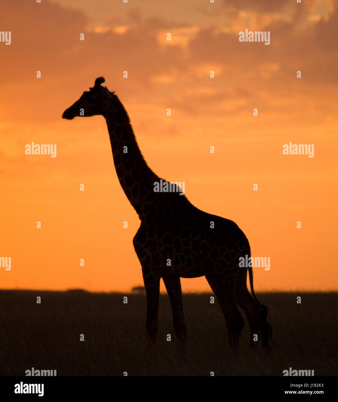 Africa safari animals sunset hi-res stock photography and images - Alamy