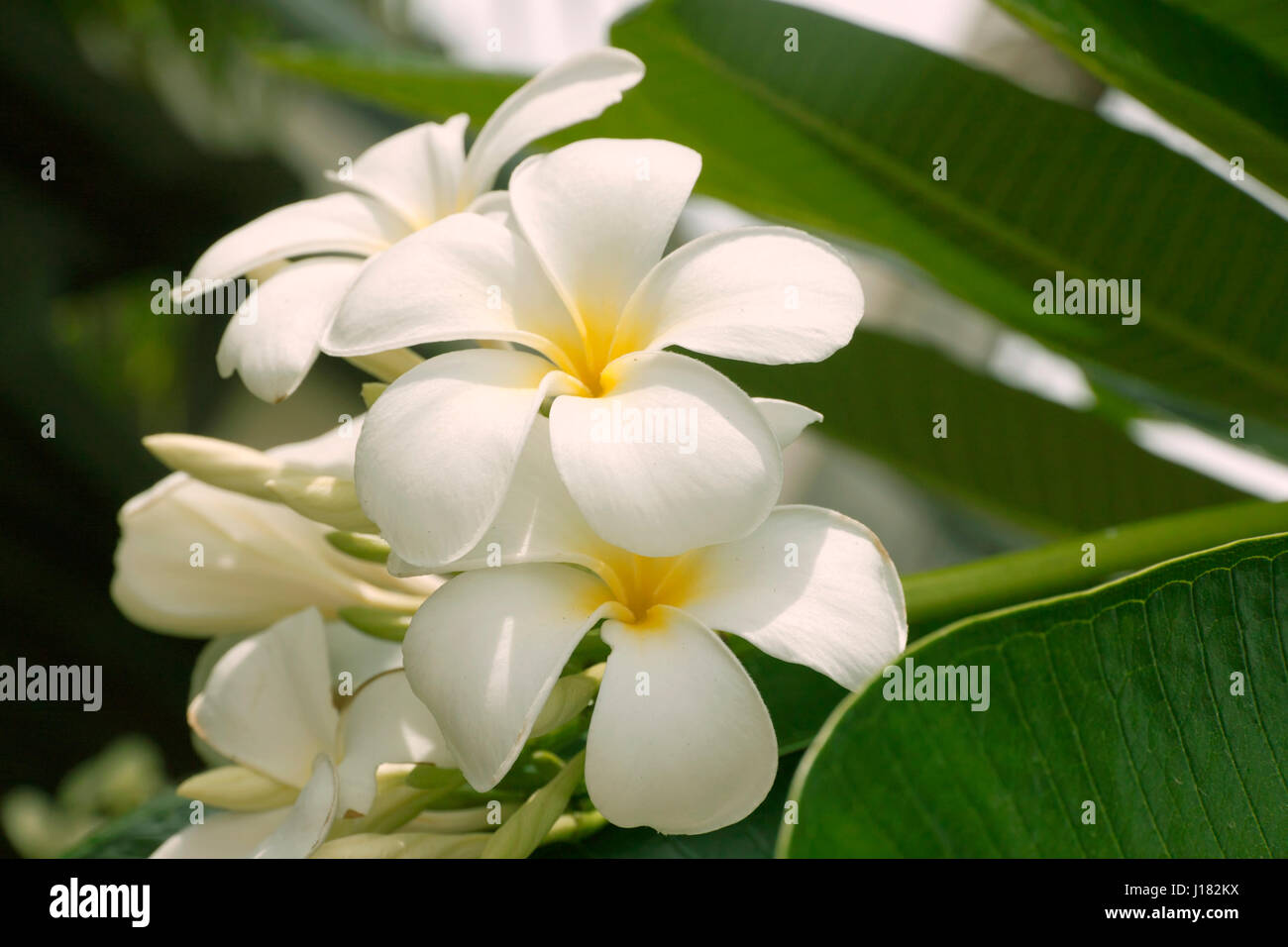 Plumeria on the plumeria tree frangipani tropical flowers Stock Photo ...