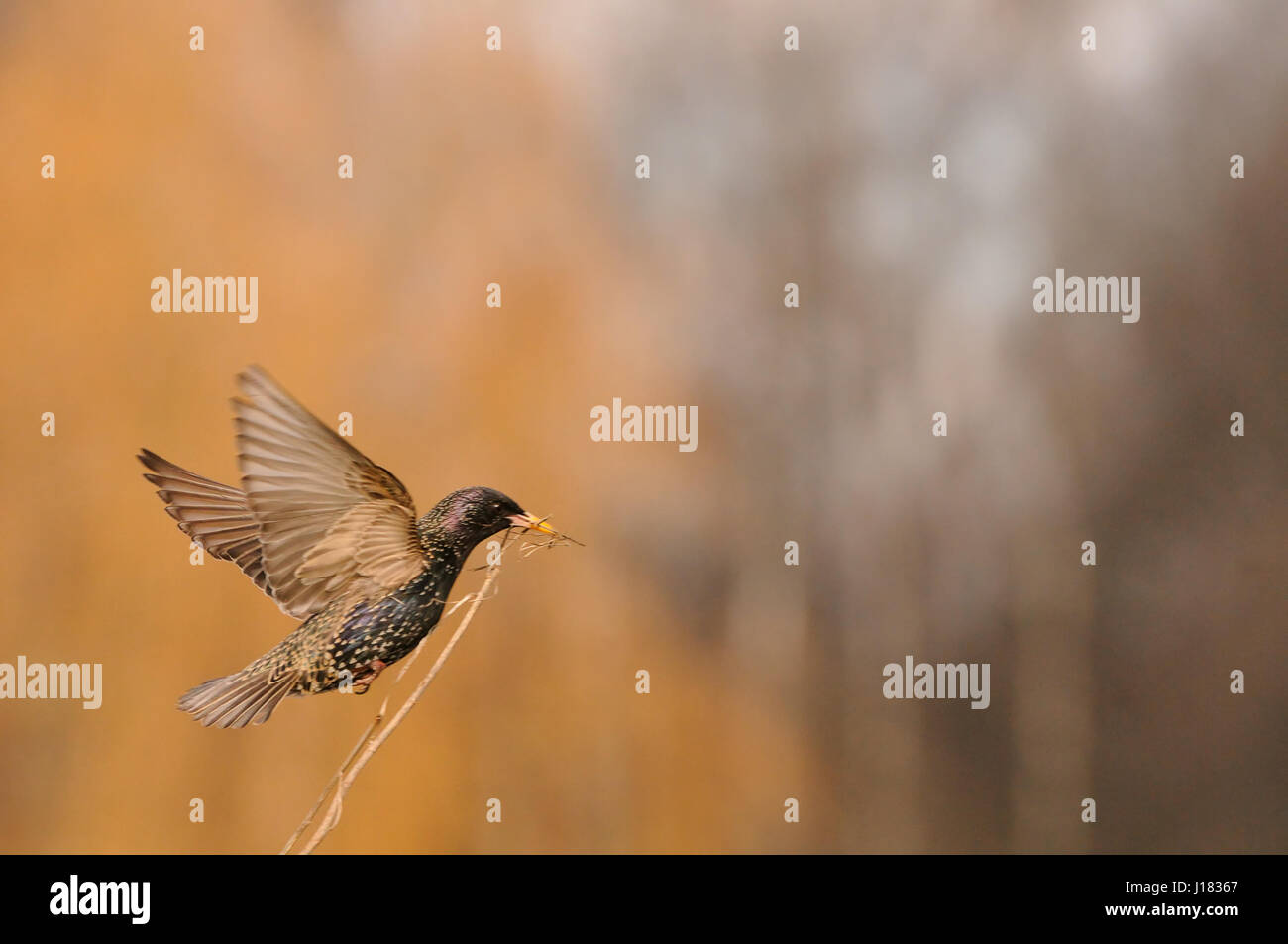Flying Eurasian starling (Sturnus vulgaris) with building material near ...