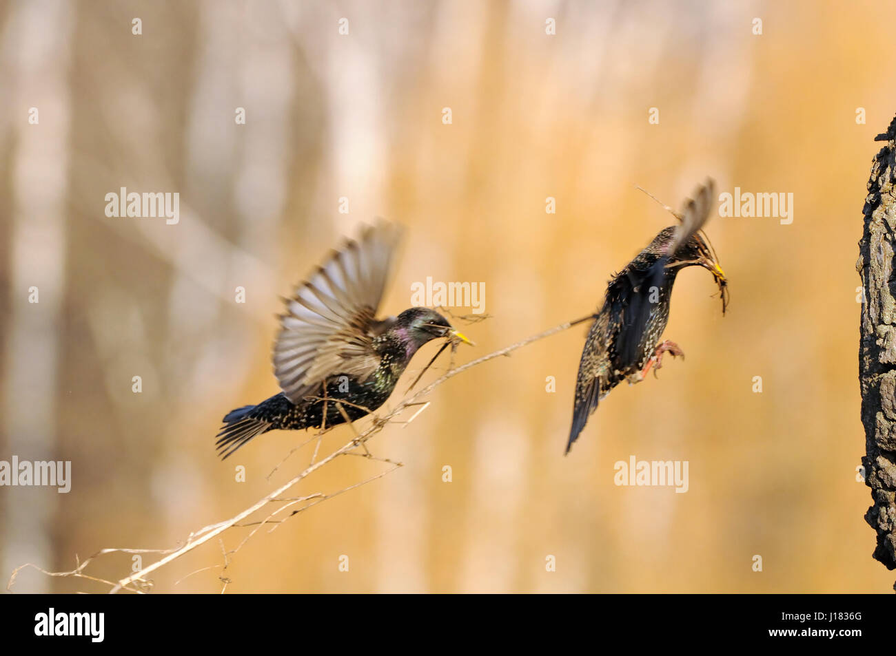 Two common starlings european starling hi-res stock photography and ...