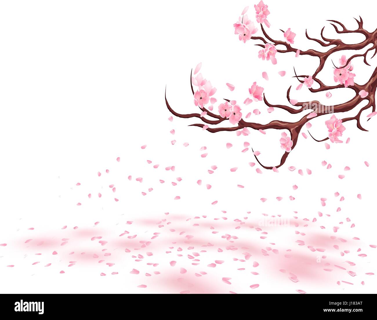Branches of a fading pink cherry. Sakura. The petals fly in the wind ...