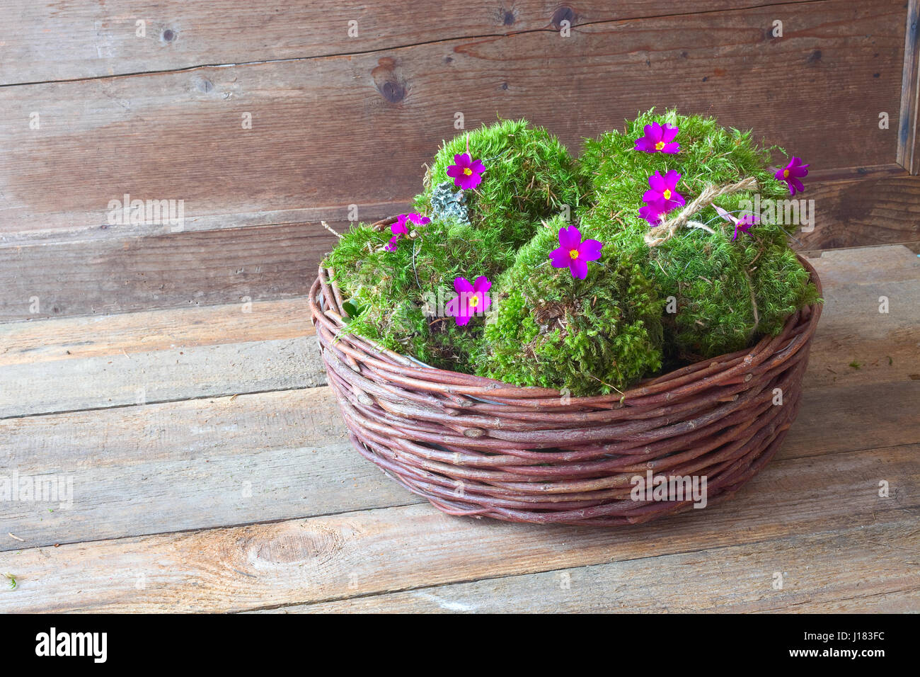 Moss ball in spring hi-res stock photography and images - Alamy