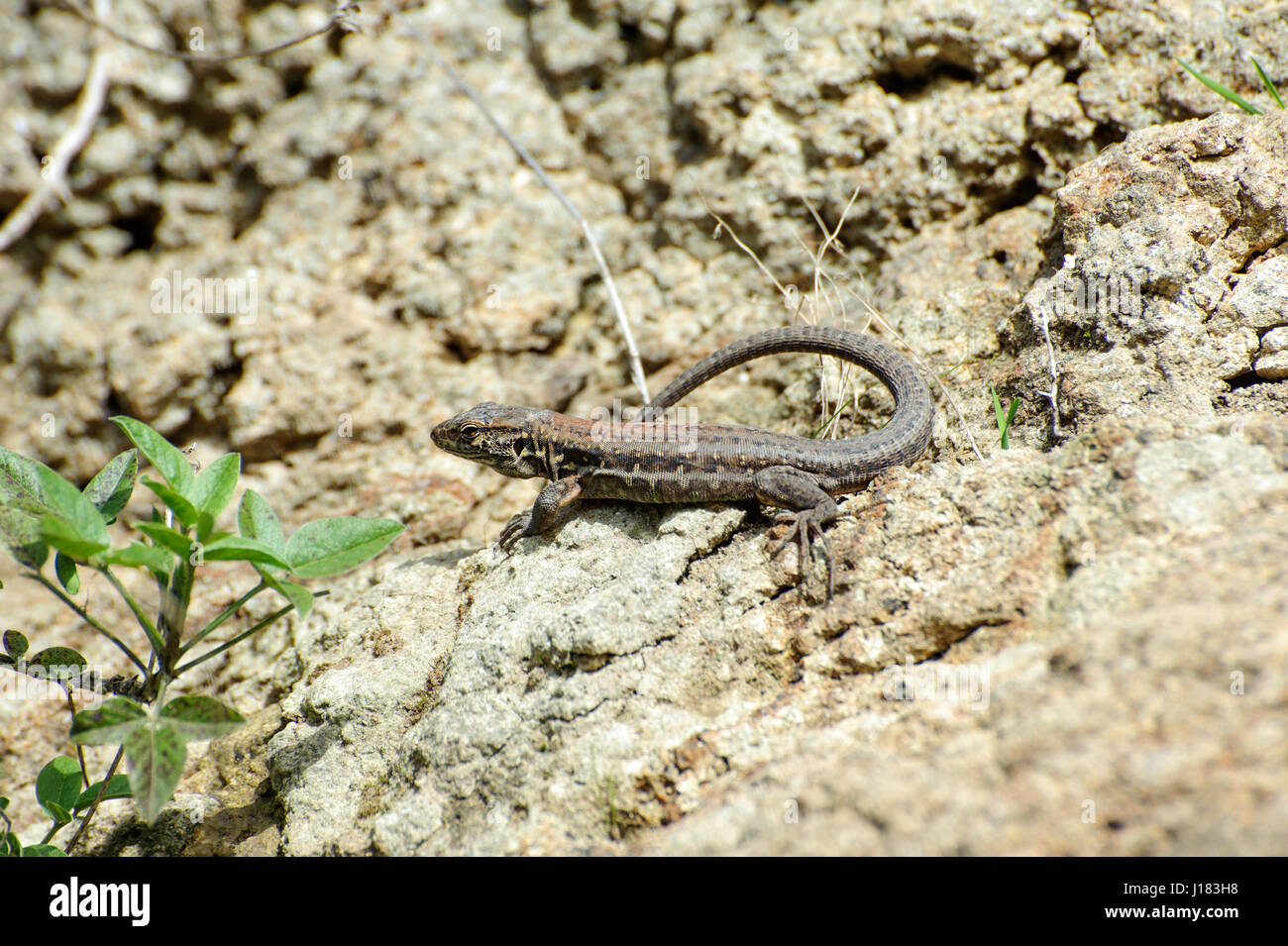 Tenerife Lizard or Western Canaries Lizard (Gallotia galloti), Tenerife ...