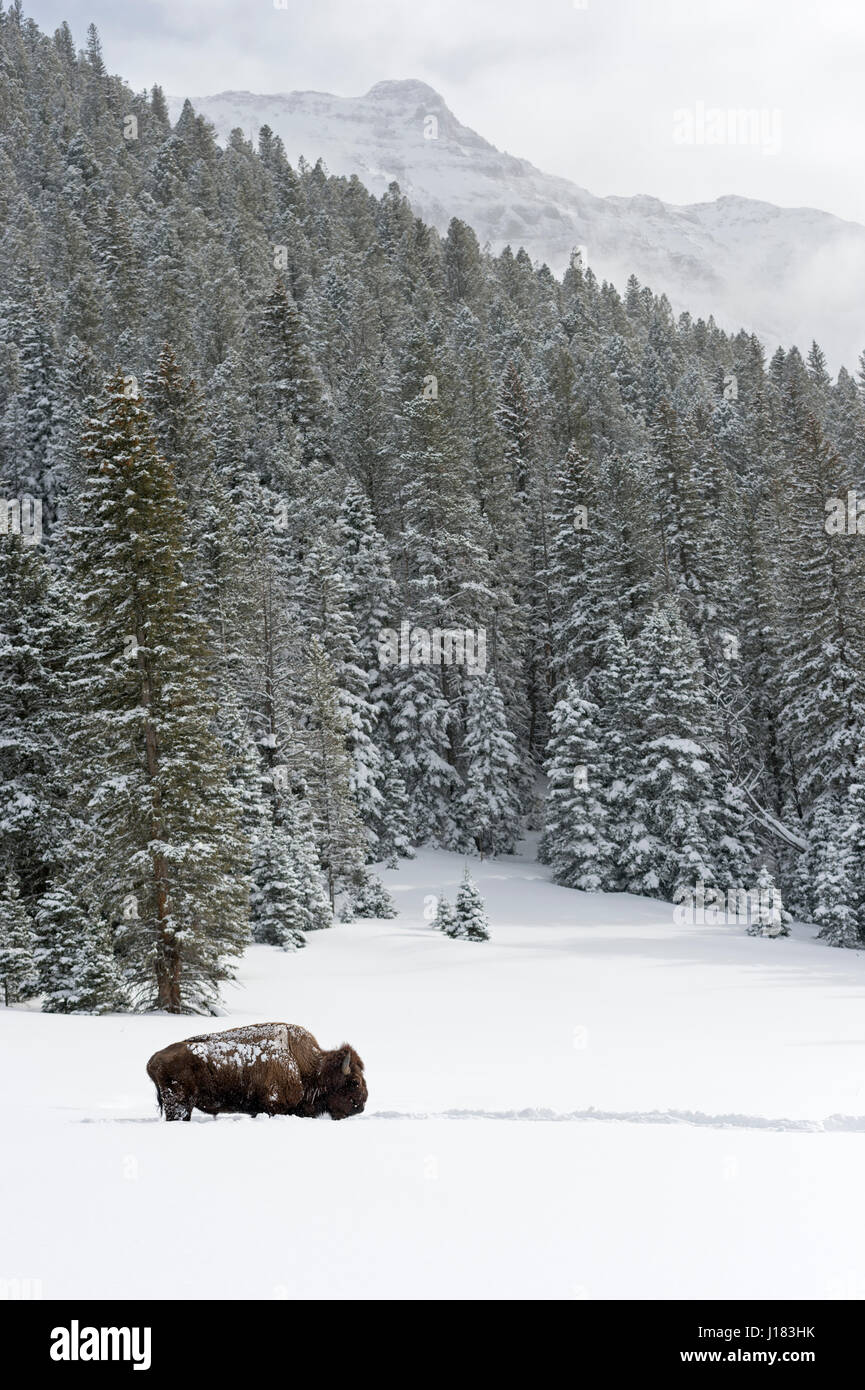 American bison / Amerikanischer Bison ( Bison bison ), bull in winter ...