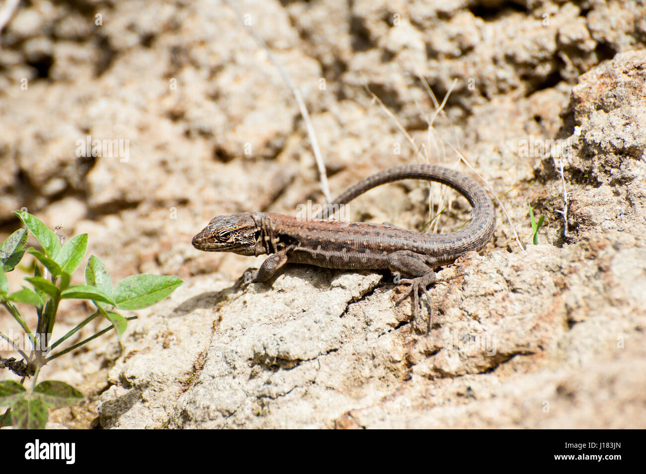 Tenerife Lizard or Western Canaries Lizard (Gallotia galloti), Tenerife ...