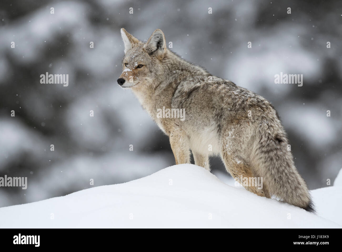 Coyote / Kojote ( Canis latrans ) in winter, standing on top of a snow ...