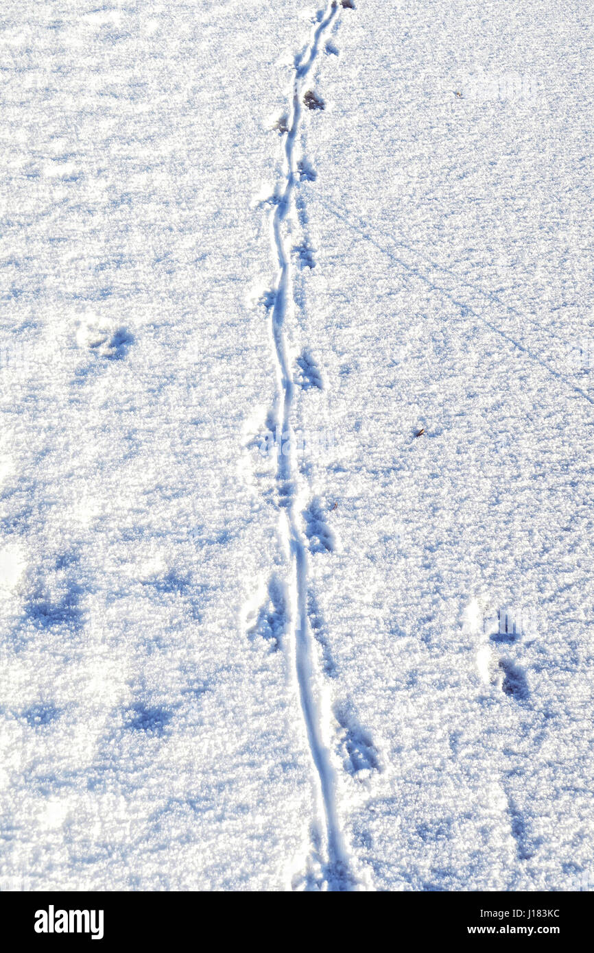 Footprints From A Rat
