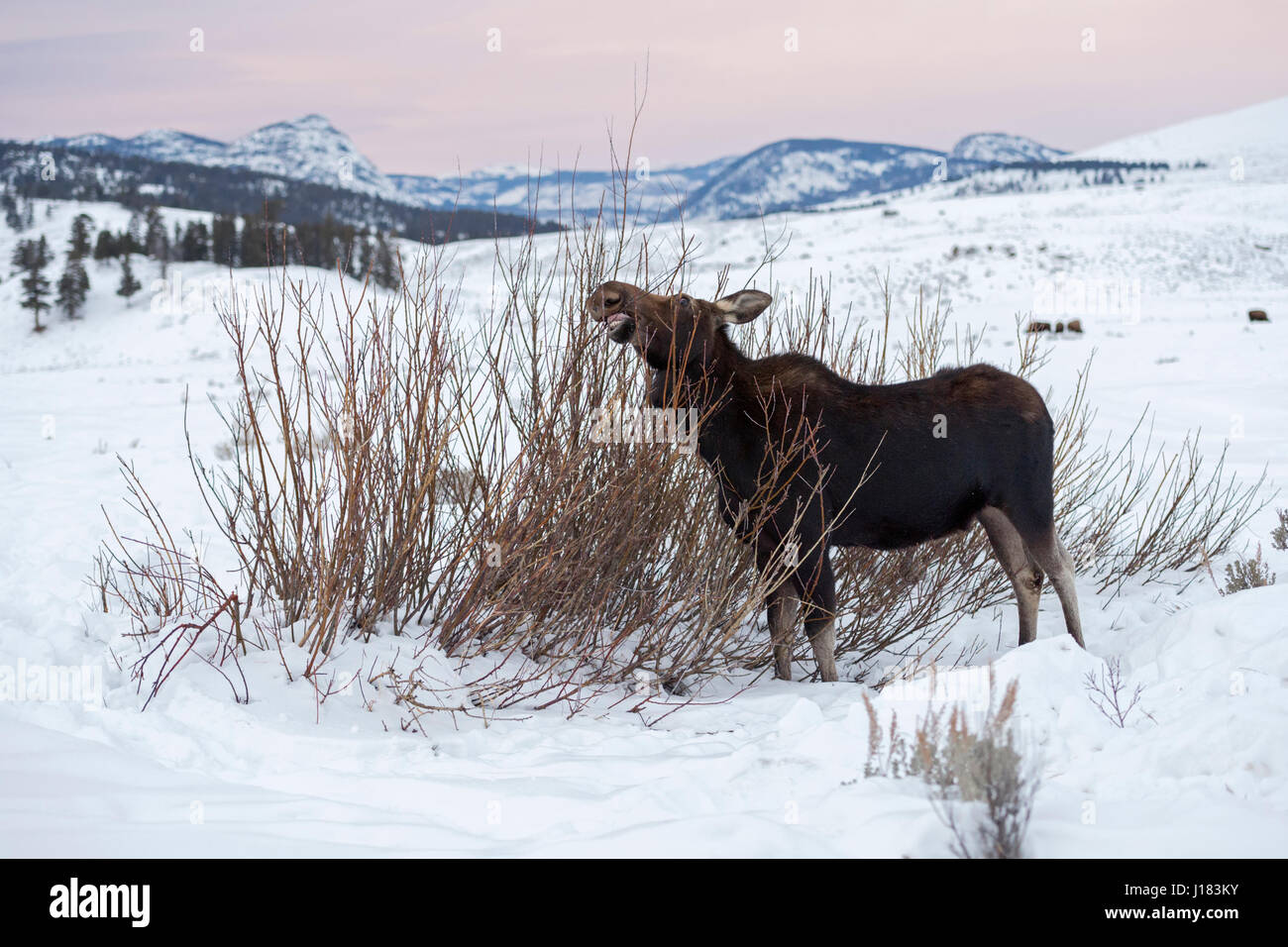 Full body photo of a moose hi-res stock photography and images - Alamy
