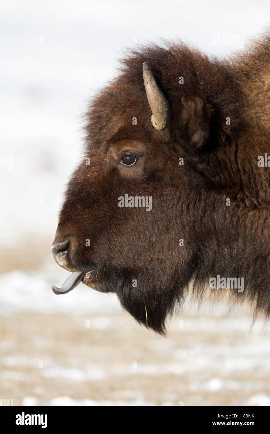 Close up of bison hi-res stock photography and images - Alamy
