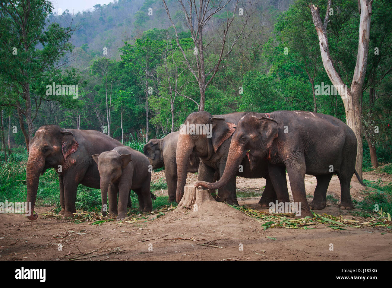 Asian elephants cutout hi-res stock photography and images - Alamy
