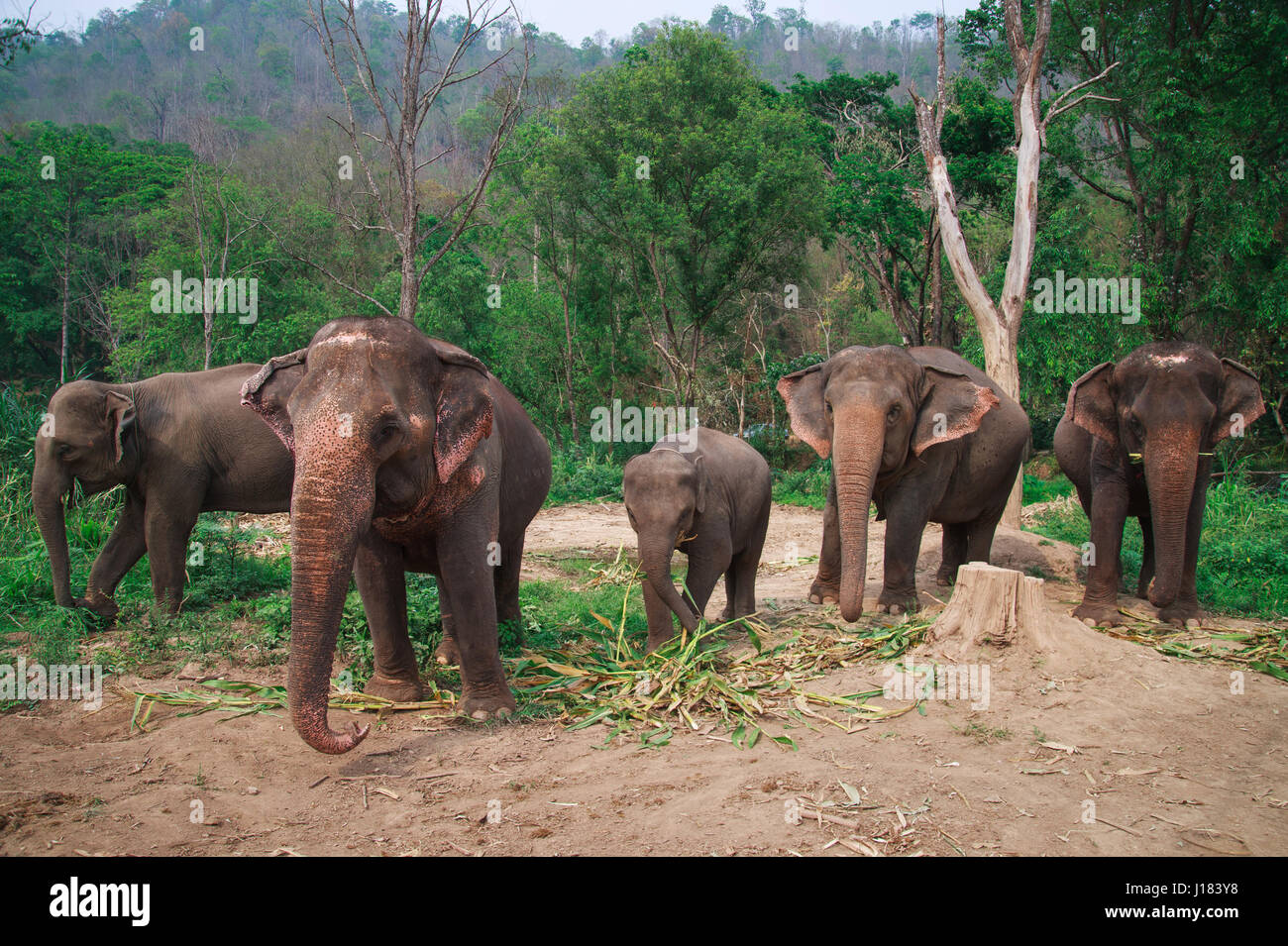 Asian elephants cutout hi-res stock photography and images - Alamy