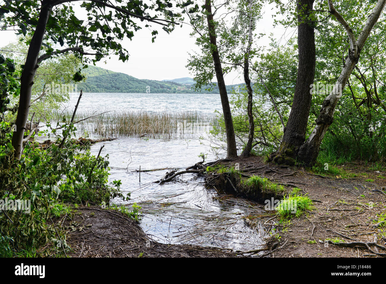 waves and driftwood on Laach Lake at eifel region. old caldera of ...