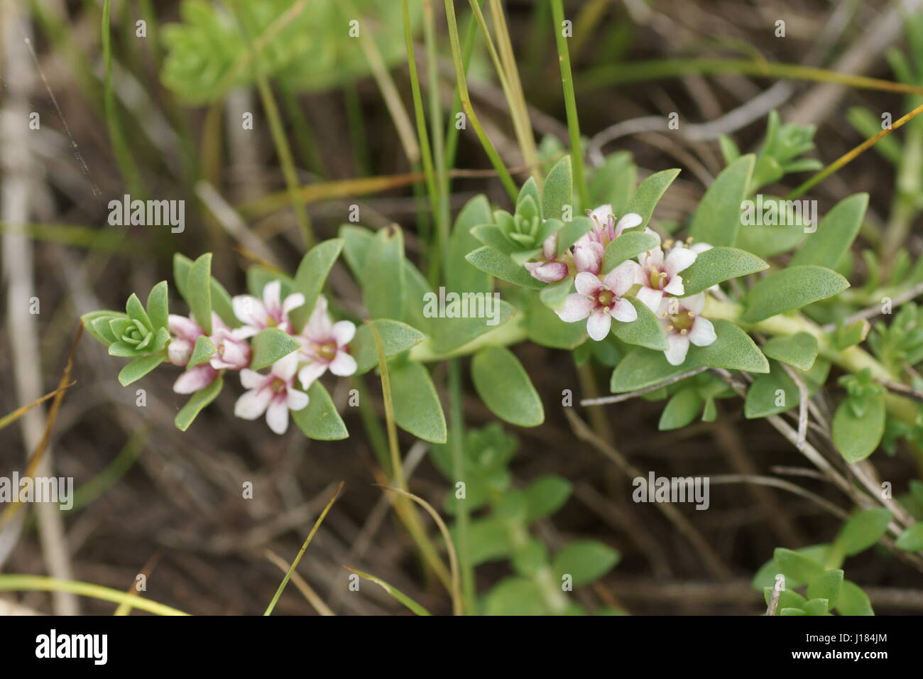 Glaux maritima hi-res stock photography and images - Alamy