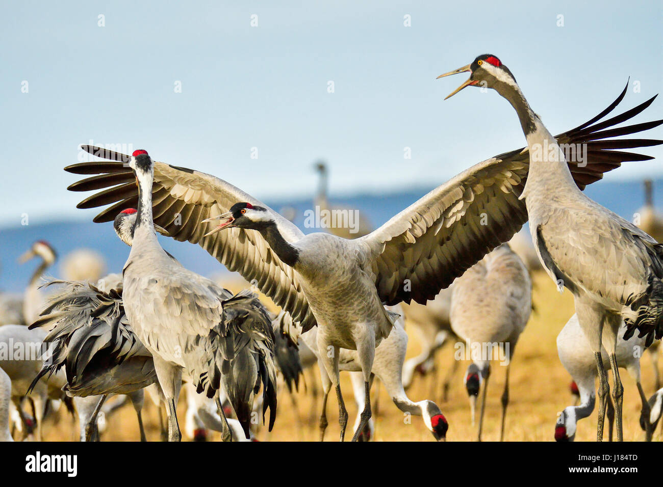 Angry crane hi-res stock photography and images - Alamy