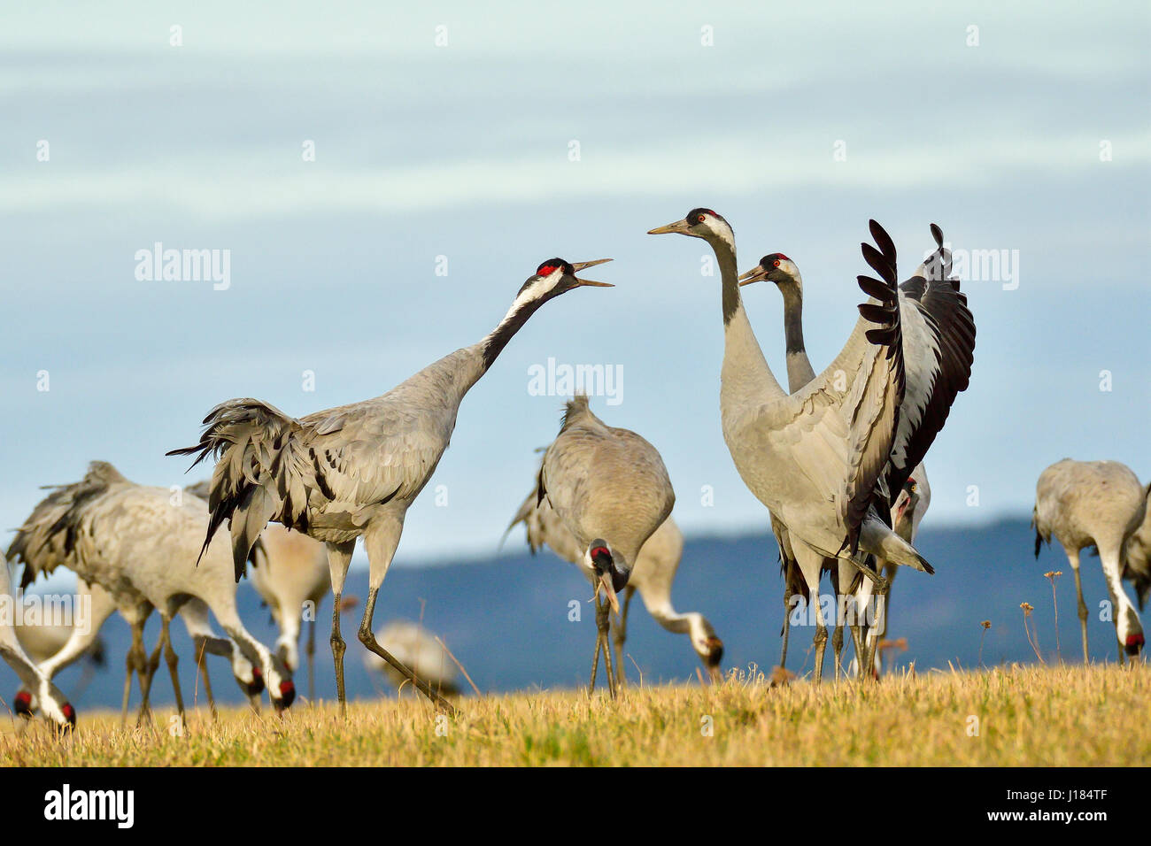Angry crane hi-res stock photography and images - Alamy