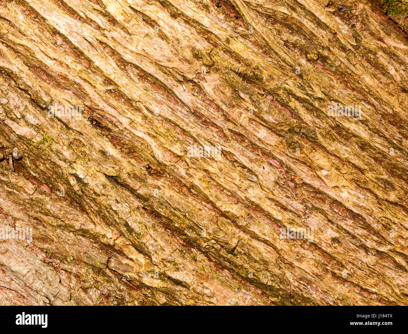 A Close up of Some Exposed Bark Texture in the Forest with Cracks and ...