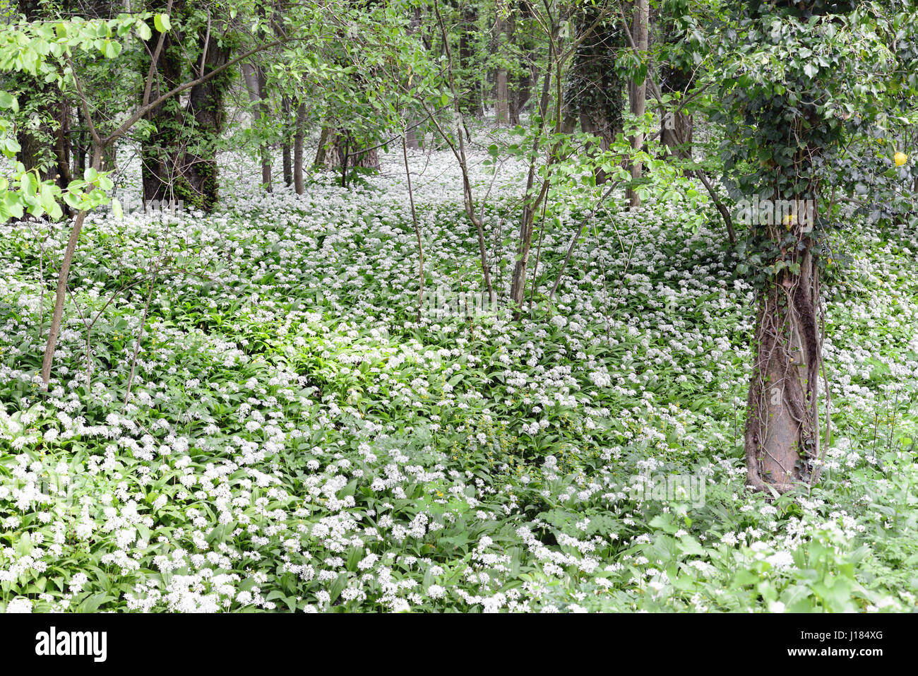 forest with wild garlic ramson plants Stock Photo - Alamy