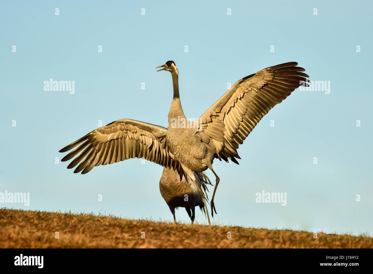 Running crane hi-res stock photography and images - Alamy