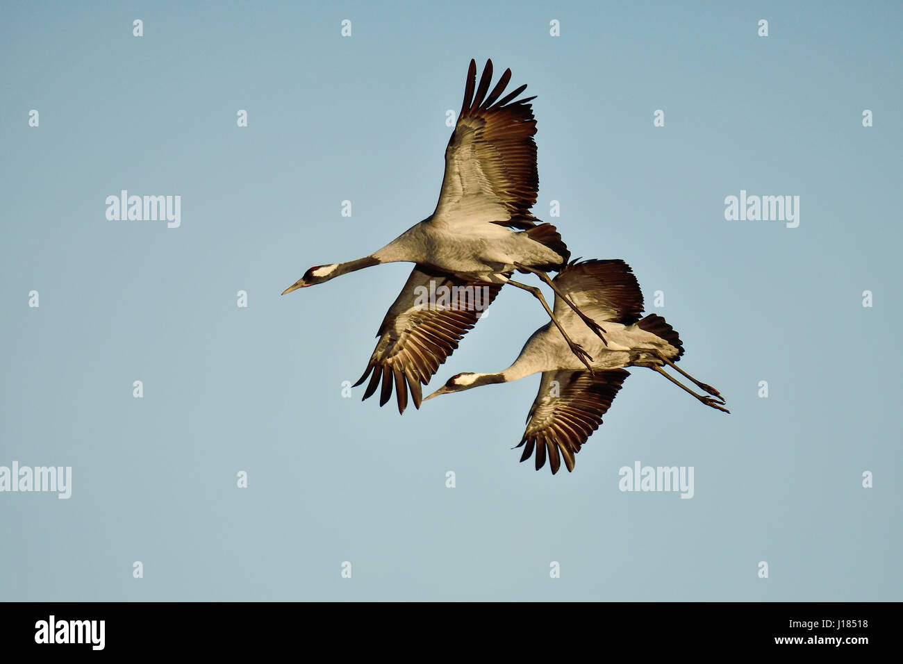 Crane migration hi-res stock photography and images - Alamy