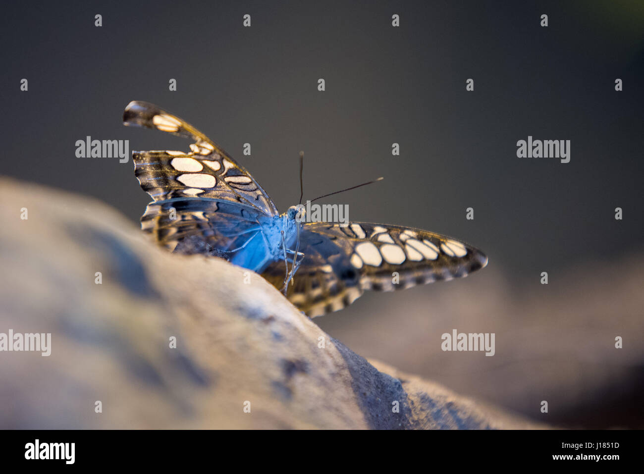Batterfly pattern hi-res stock photography and images - Alamy