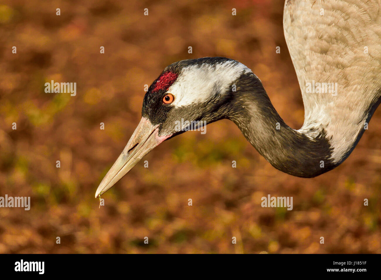 Crane beak hi-res stock photography and images - Alamy