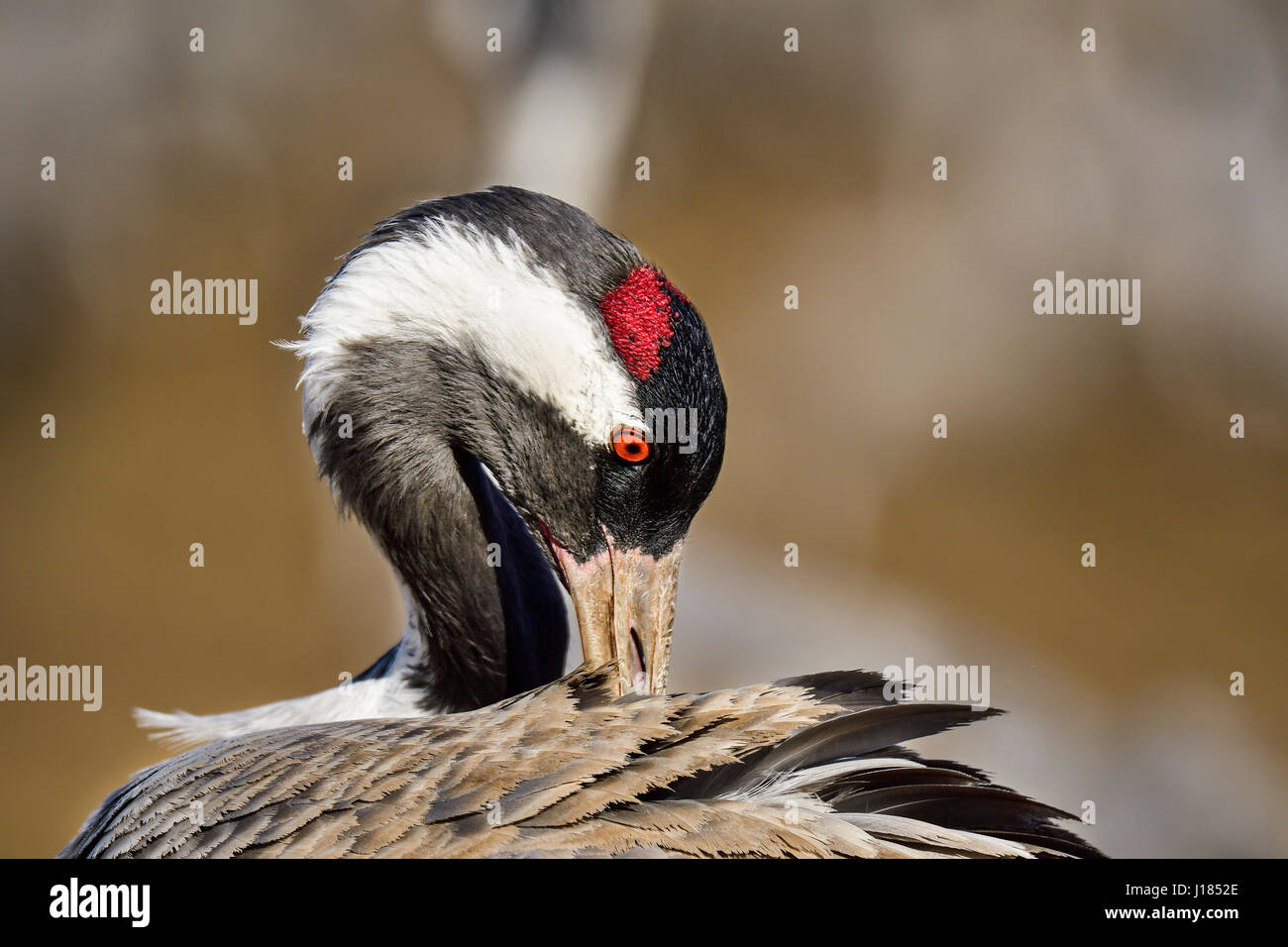 Common crane hi-res stock photography and images - Alamy